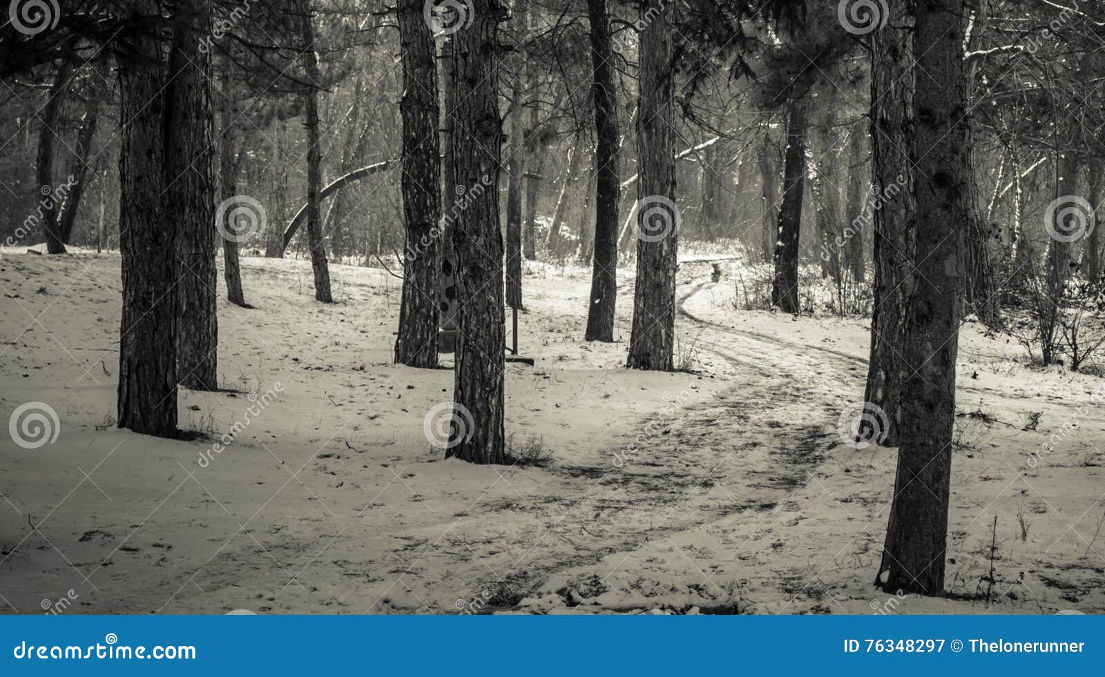 Snow Path stock image. Image of snow, tree, forest, path - 76348297