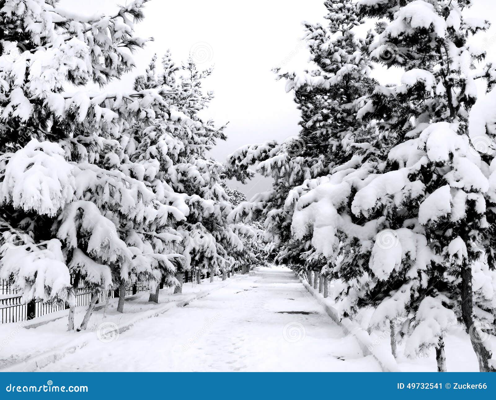 Snow path stock image. Image of monochrome, road, tree - 49732541