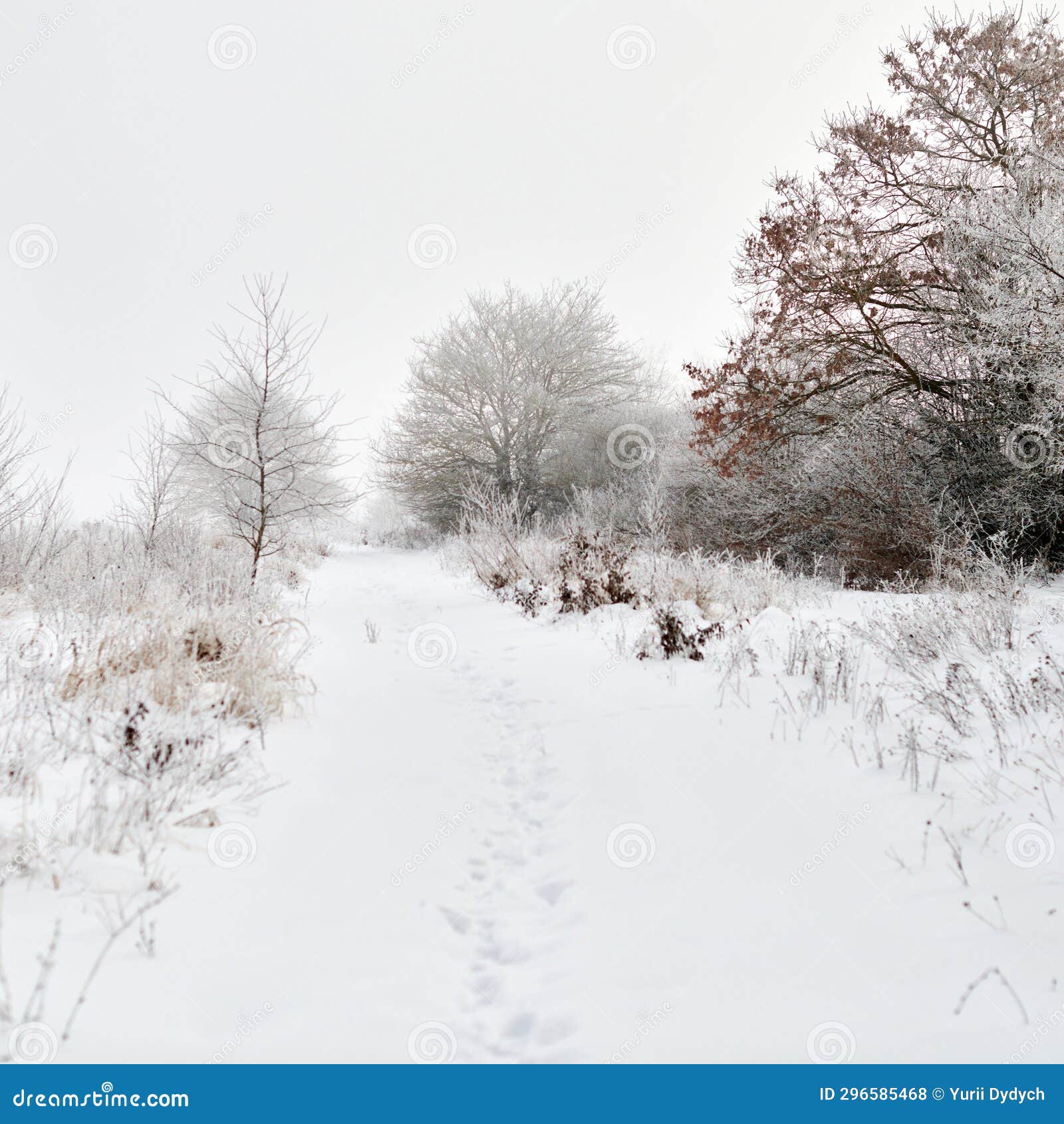 Snow path stock photo. Image of traces, path, monochrome - 296585468