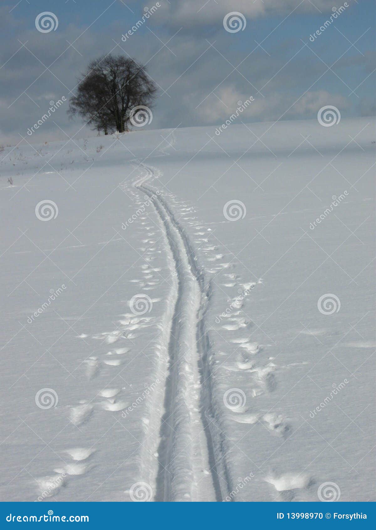 Snow path with tree stock photo. Image of seasonal, landscape - 13998970