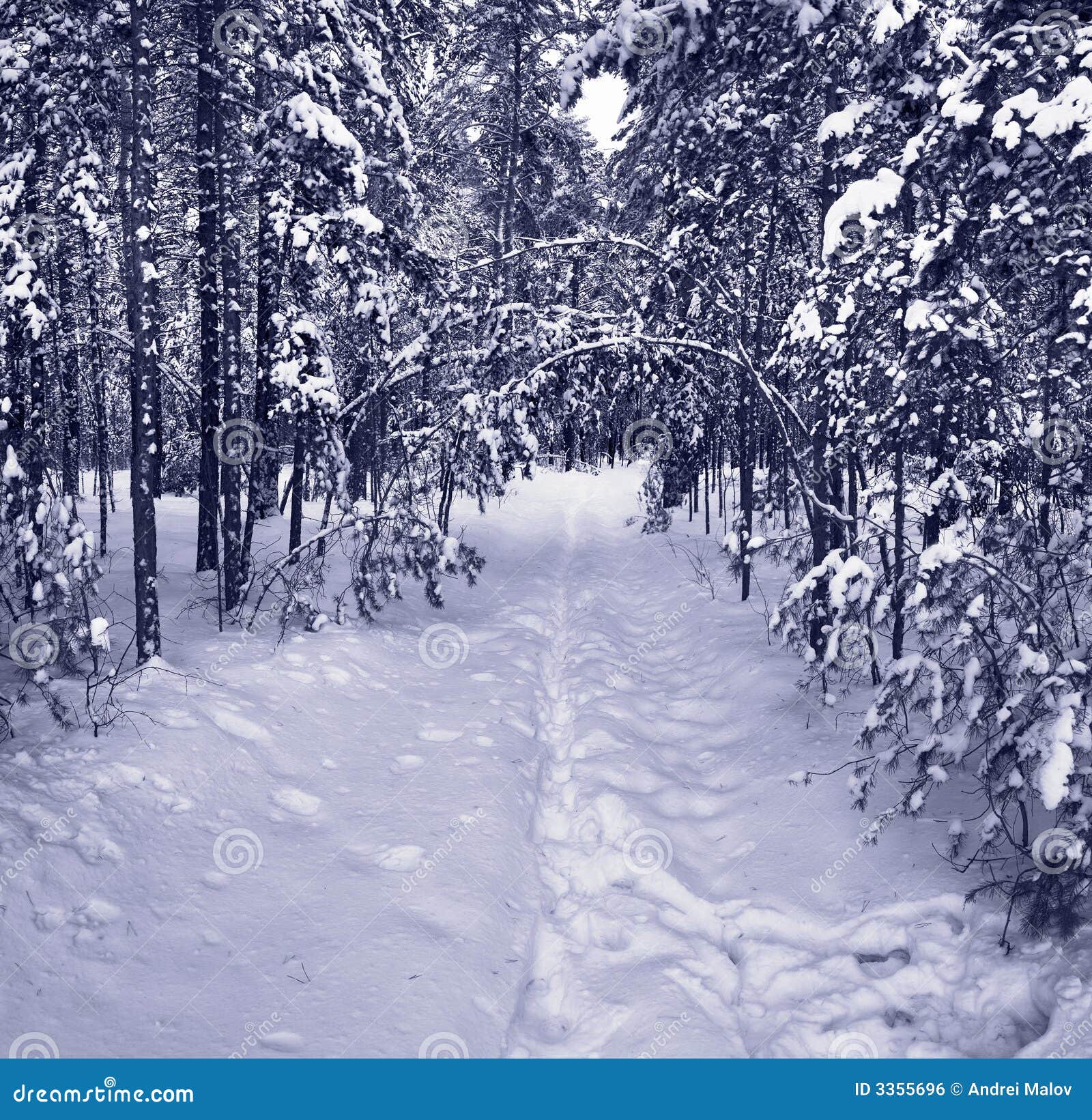 Snow path in winter forest stock photo. Image of climate - 3355696
