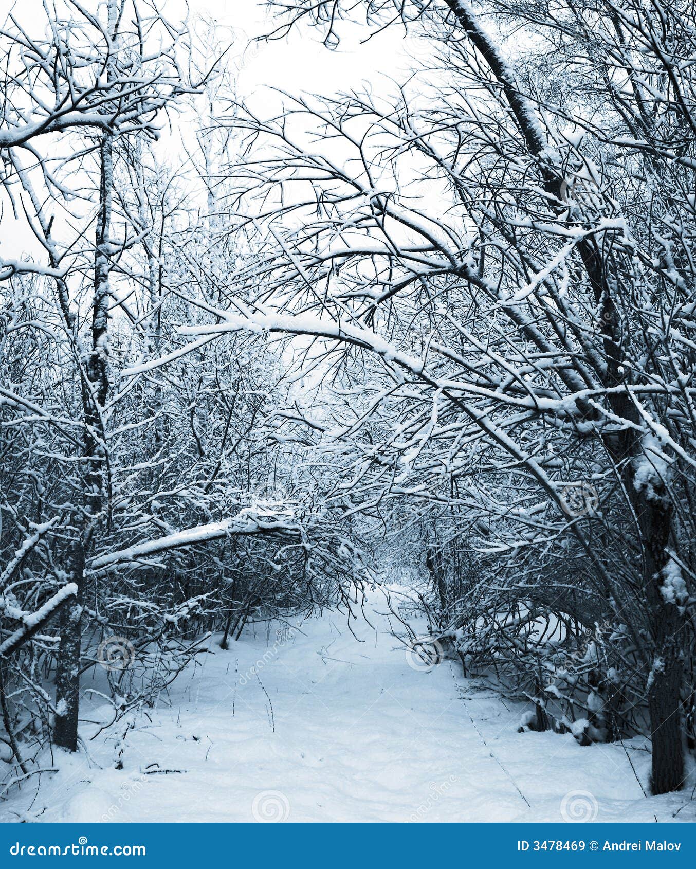 Snow path in winter forest stock image. Image of evergreen - 3478469
