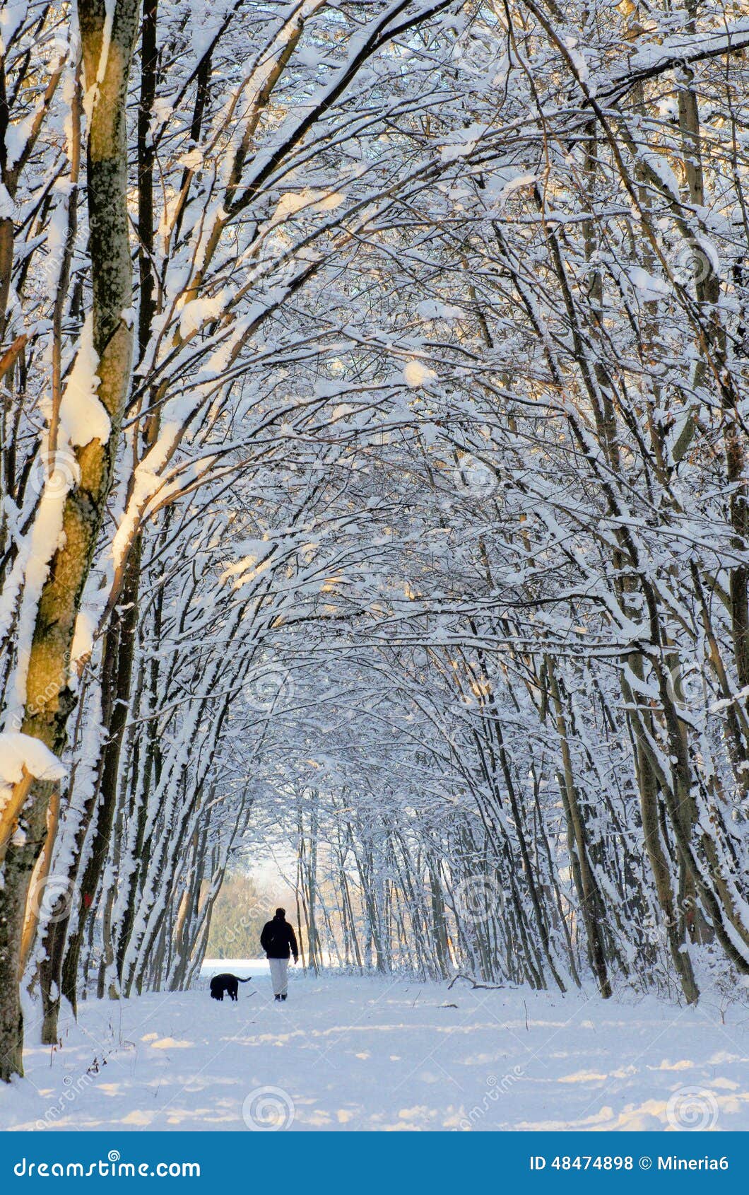 Snow path in winter forest stock photo. Image of heavy - 48474898