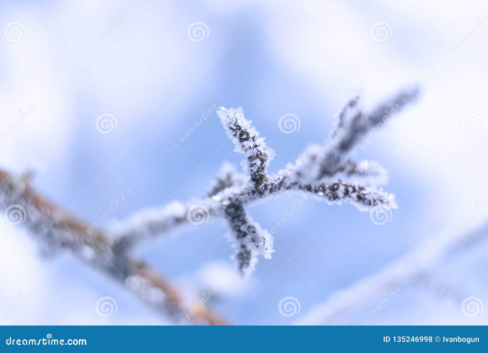 Snow Patterns on Plants in Winter Stock Photo - Image of magician ...
