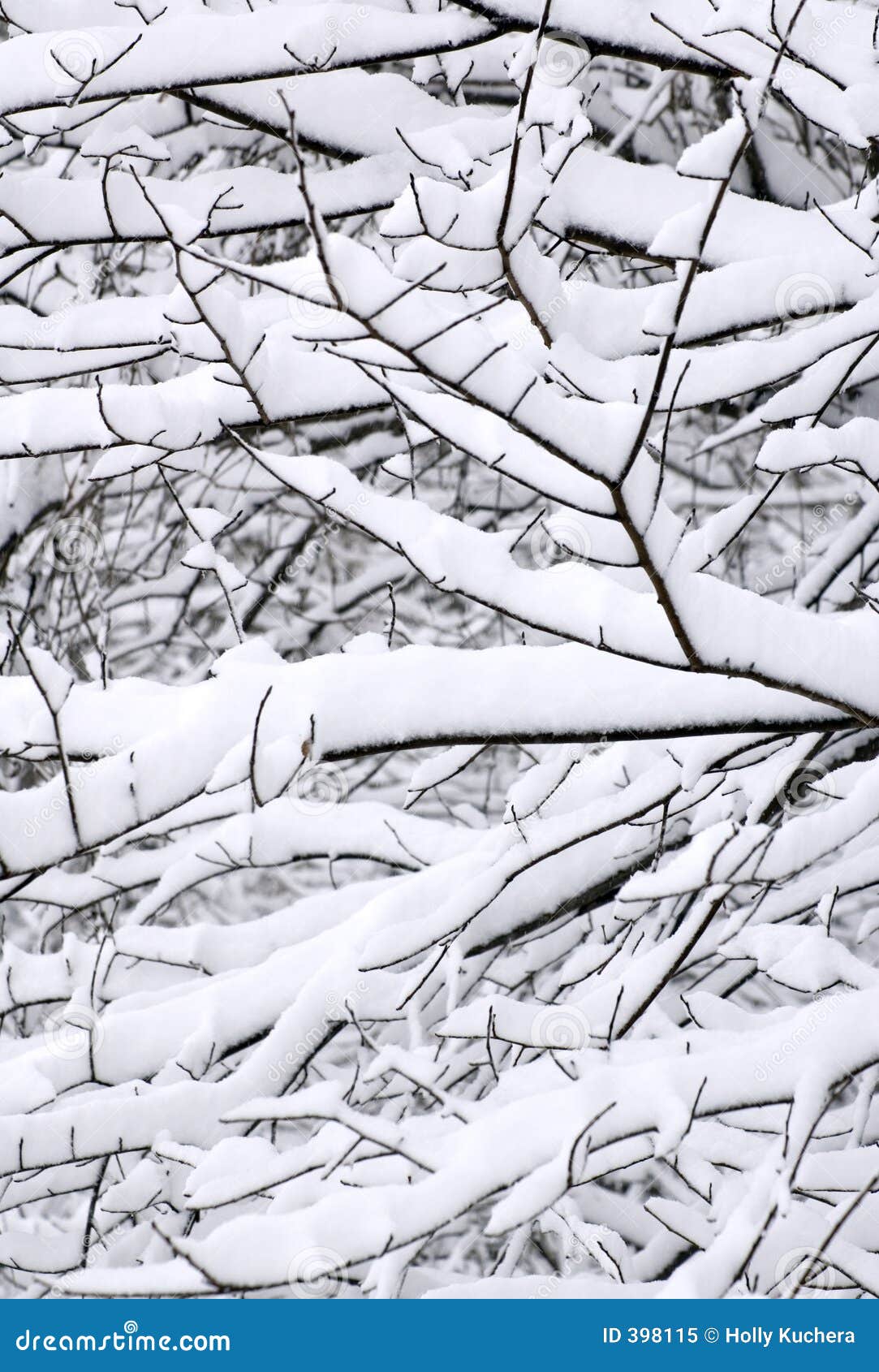 Snow Patterns on Trees stock image. Image of powder, snow - 398115