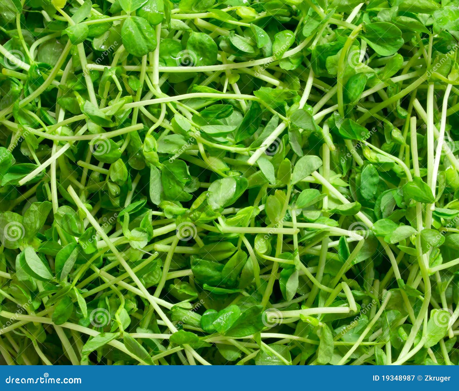 Snow pea shoots stock image. Image of fiber, vegetable - 19348987