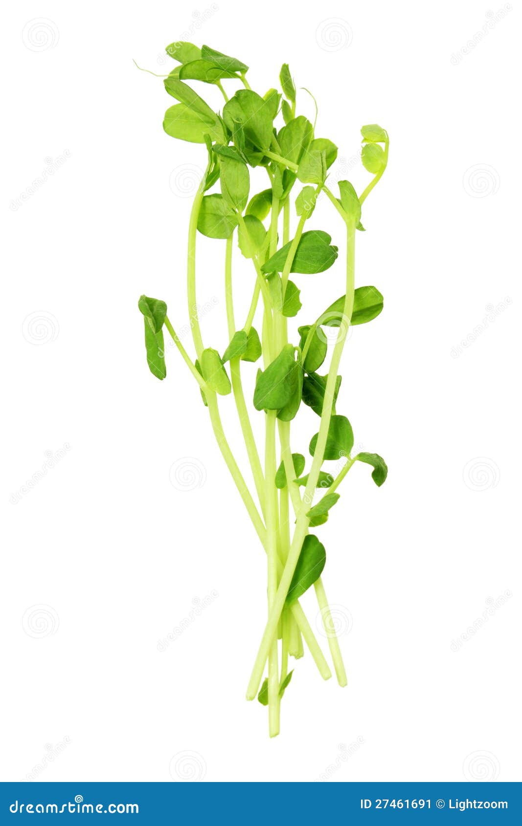Snow Pea Sprouts stock image. Image of isolated, nutritious - 27461691