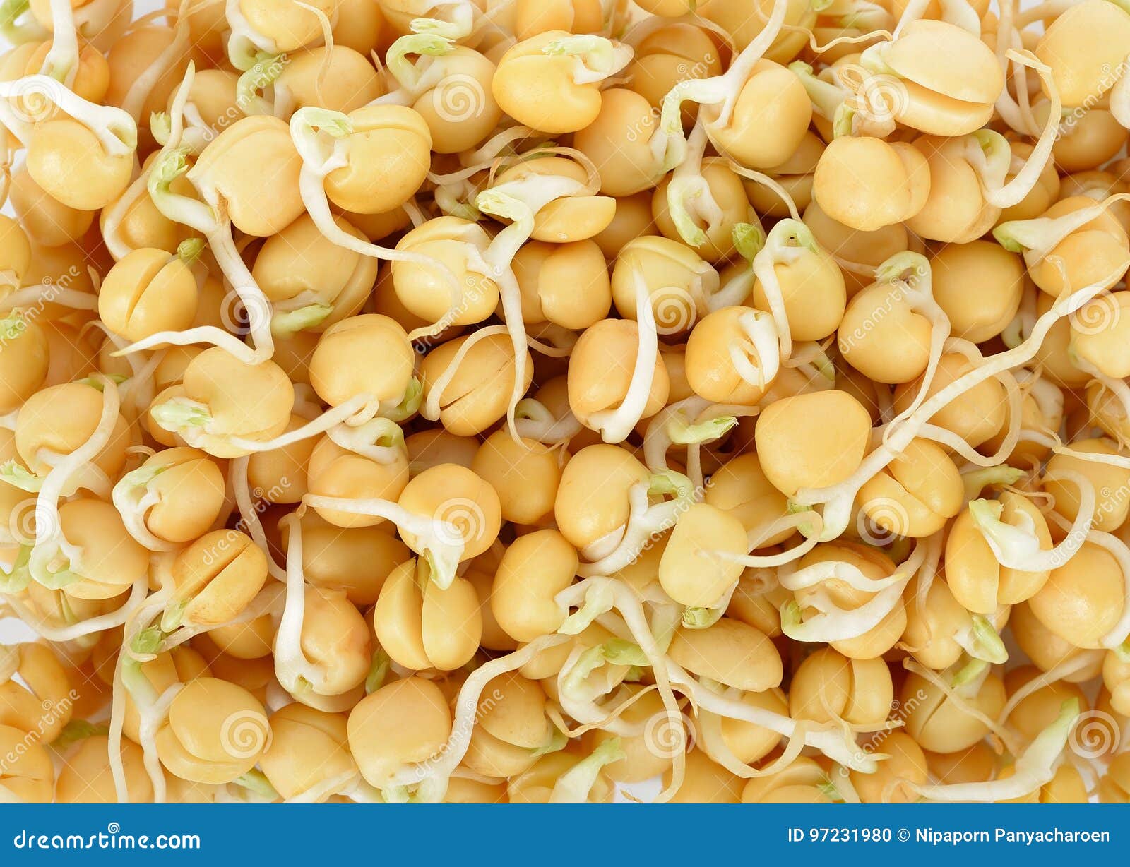 Snow pea sprouts stock photo. Image of organic, eating - 97231980