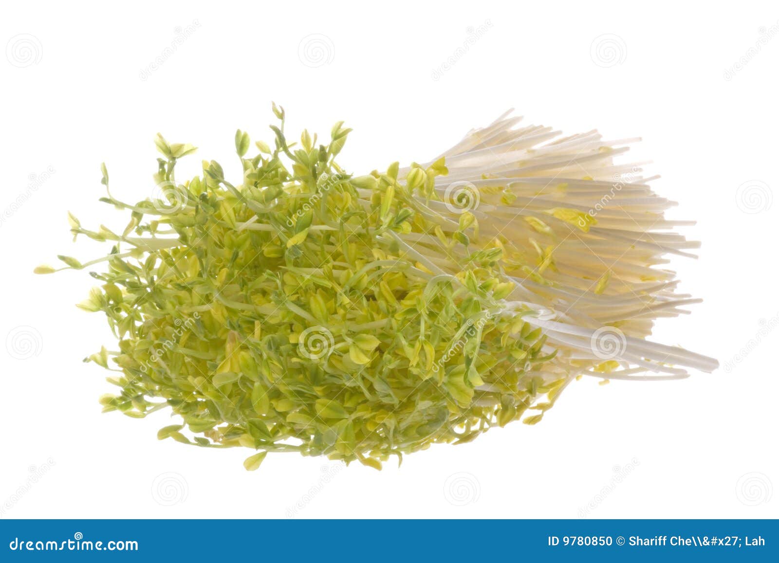 Snow Pea Sprouts Isolated stock photo. Image of protein - 9780850