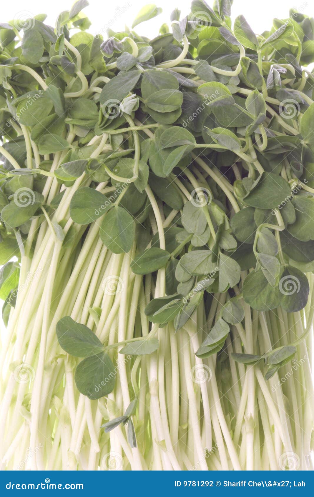 Snow Pea Sprouts Isolated stock photo. Image of green - 9781292