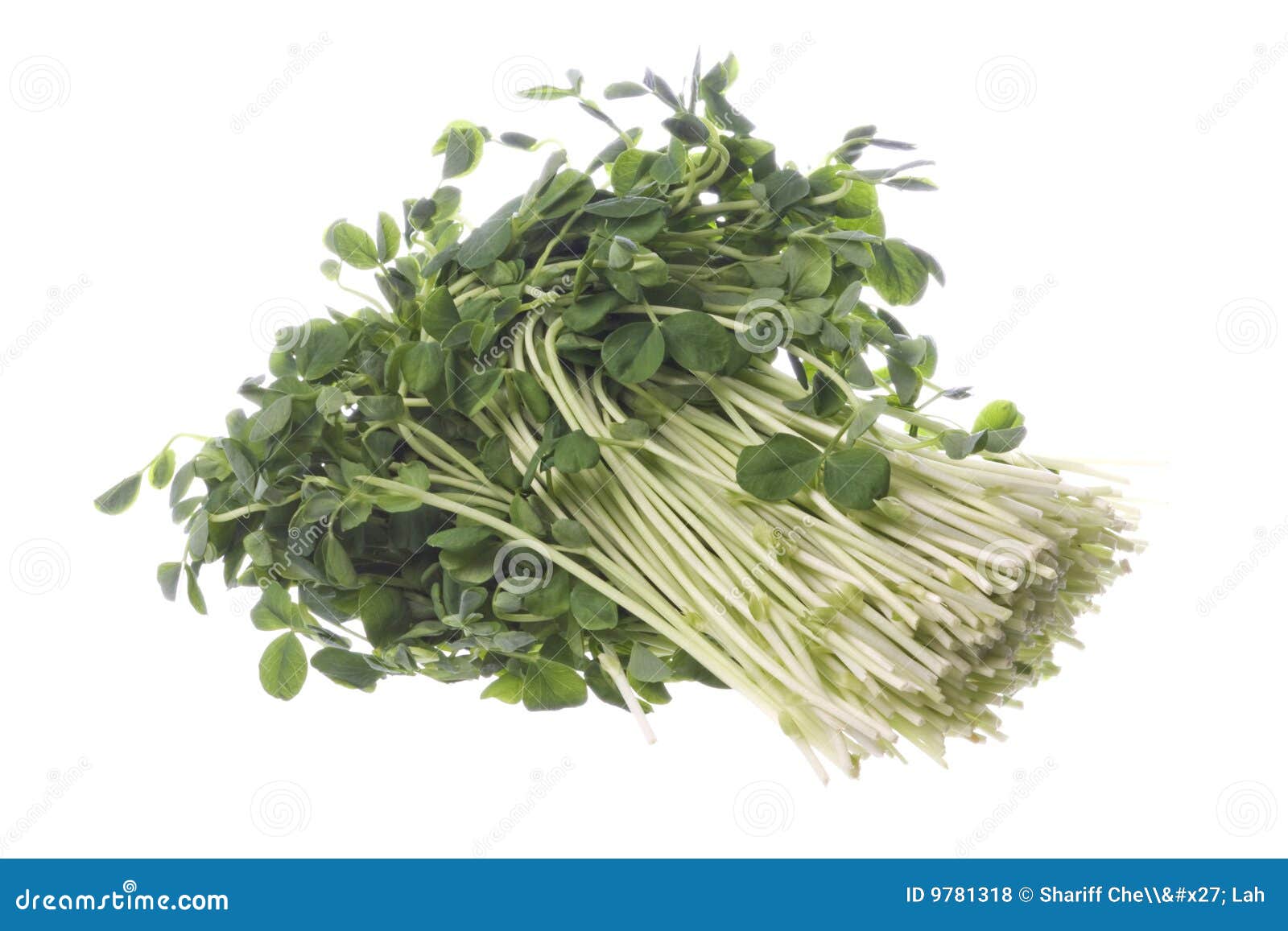 Snow Pea Sprouts Isolated stock photo. Image of protein - 9781318