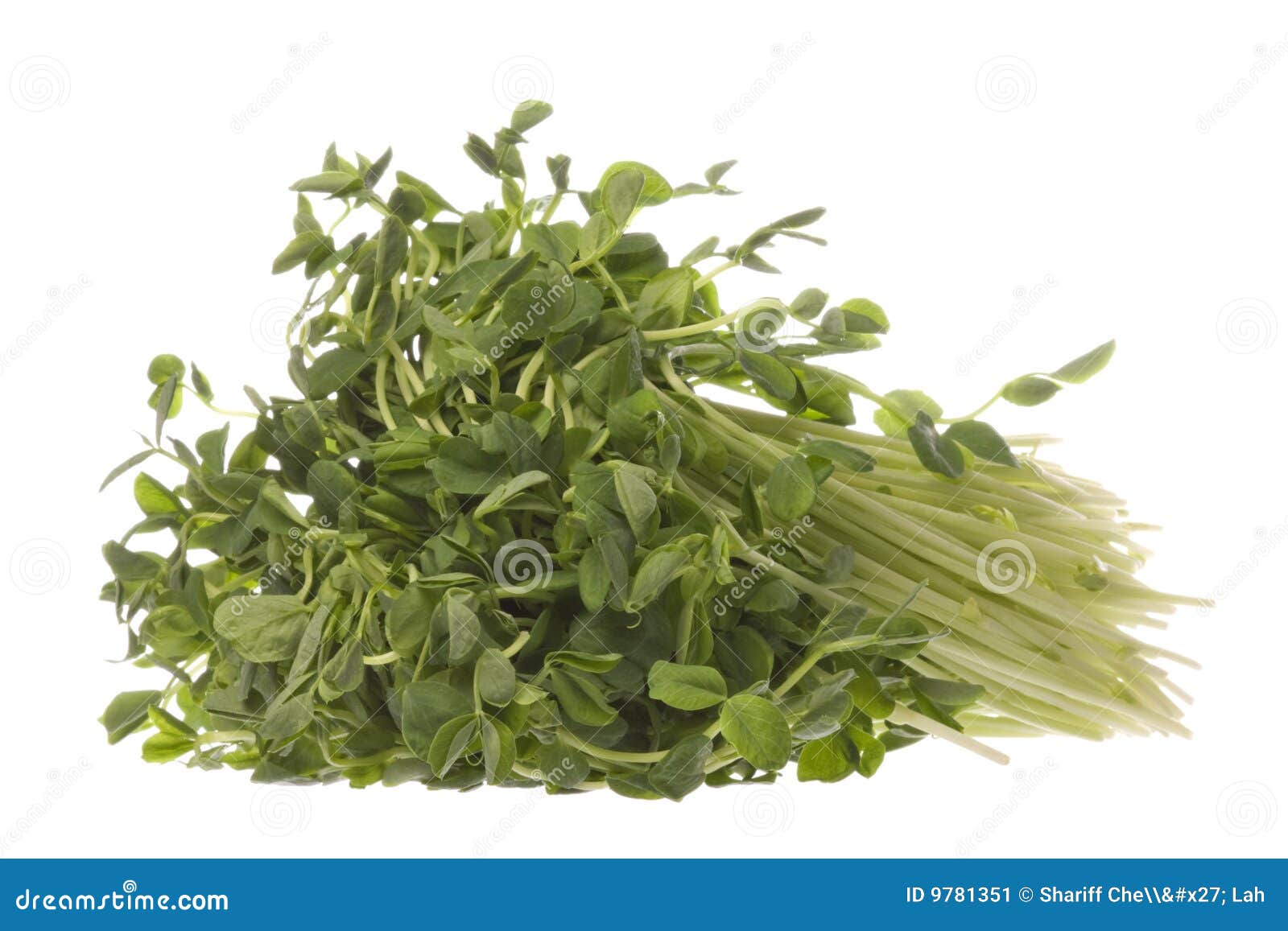 Snow Pea Sprouts Isolated stock image. Image of diet, ingredients - 9781351