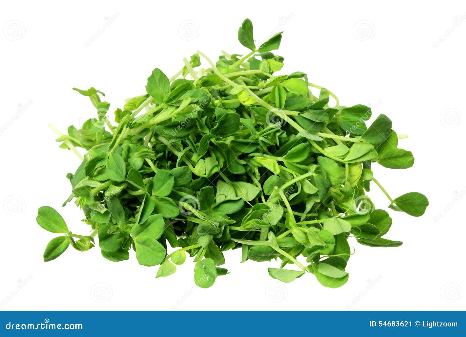 Snow Pea Sprouts stock image. Image of snow, background - 54683621