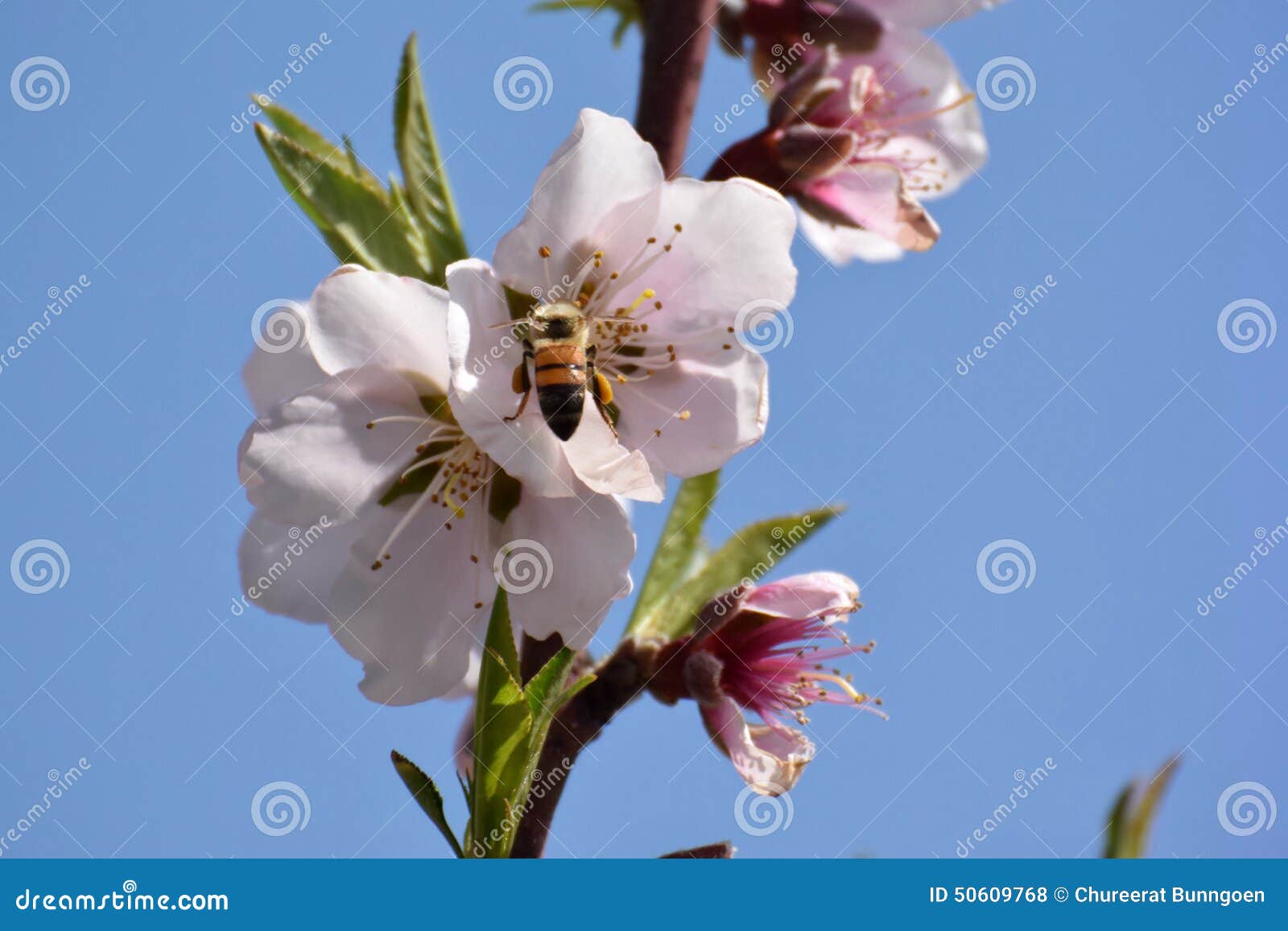 Snow peach stock photo. Image of tropic, fruits, peach - 50609768