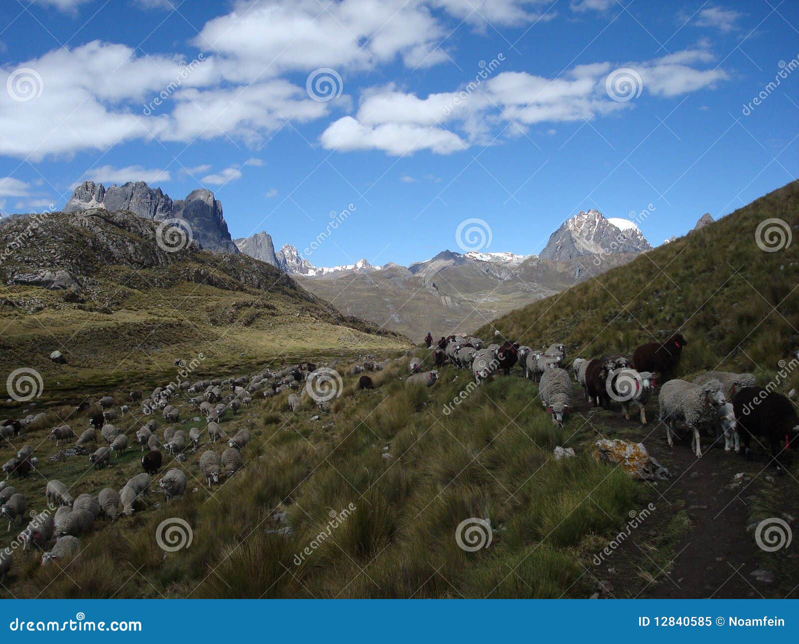 Snow Peaks and Mountains in Peru Stock Image - Image of trek, animals ...