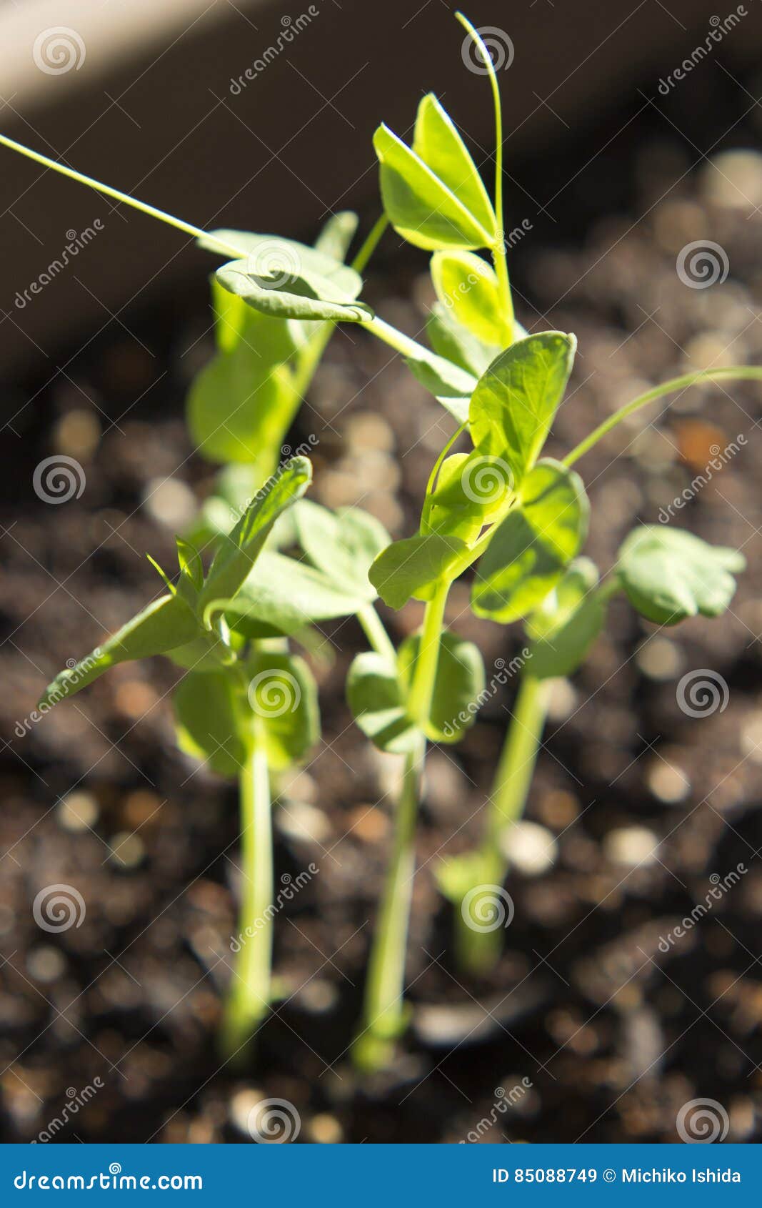 Snow peas buds coming out stock image. Image of plant - 85088749