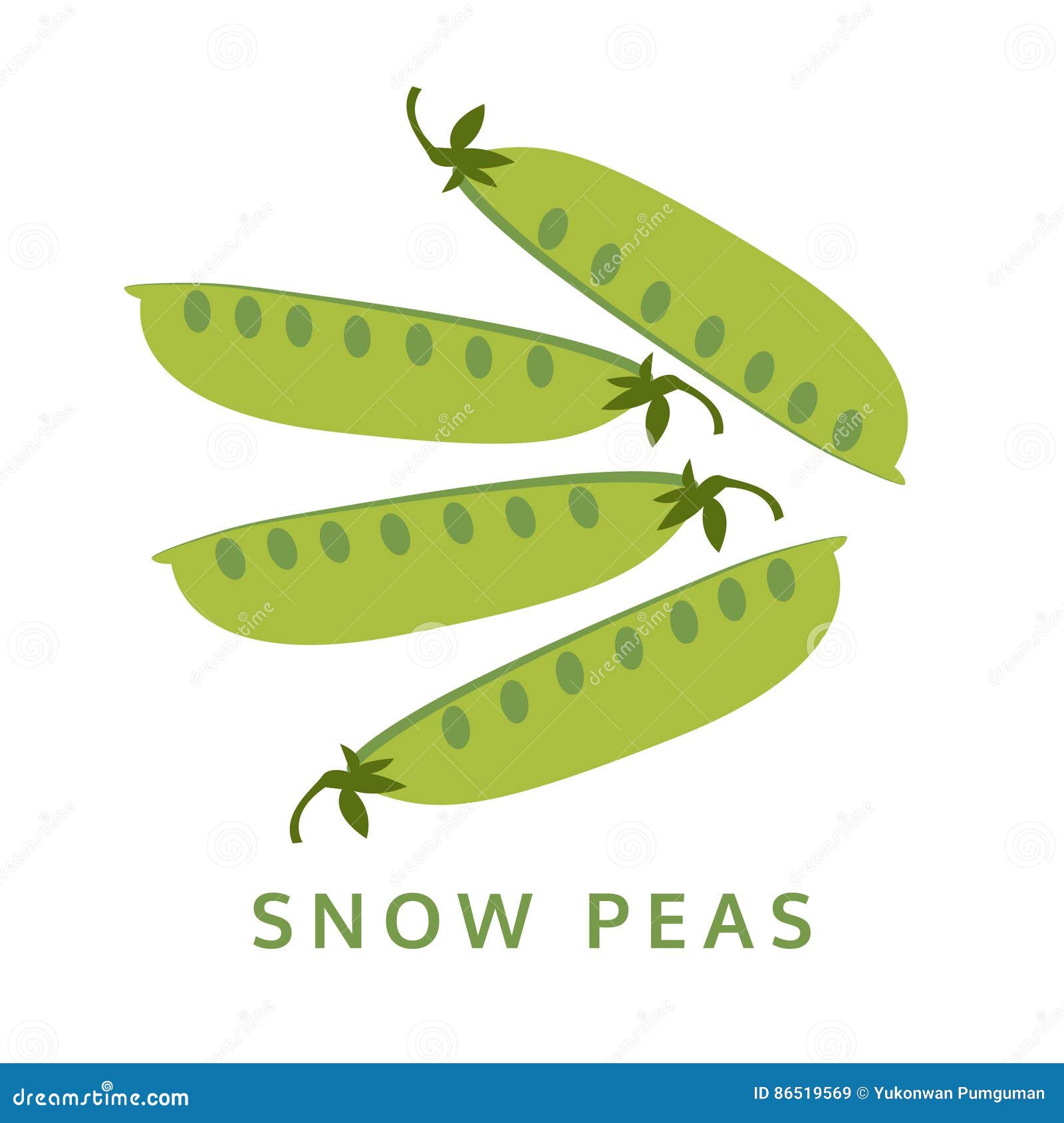 Snow Peas Illustration, Isolated Vegetable Vector Stock Vector ...