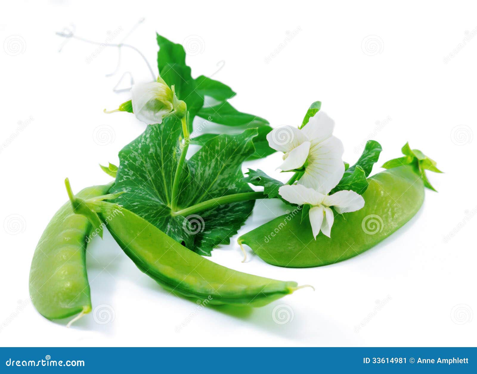Snow peas stock image. Image of life, delicious, isolated - 33614981