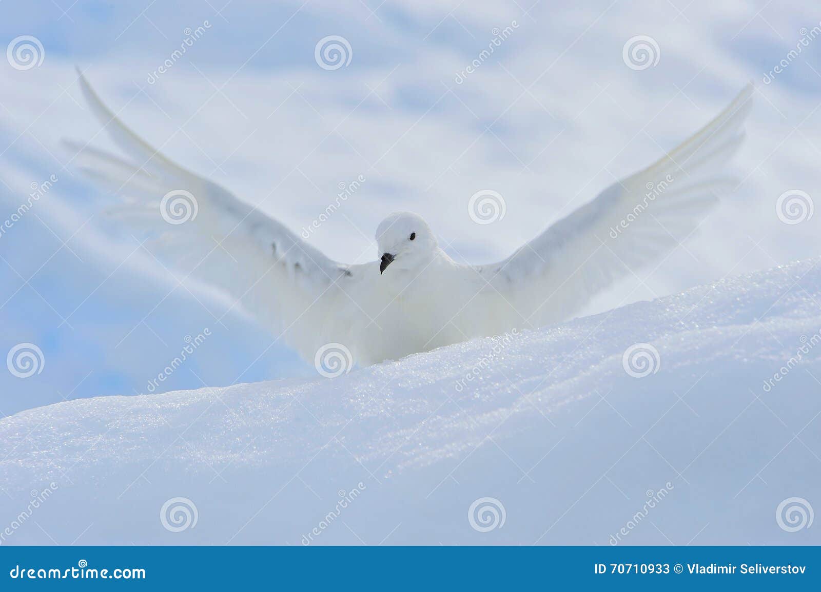Snow Petrel Standing on the Ice Stock Image - Image of pole, cold: 70710933