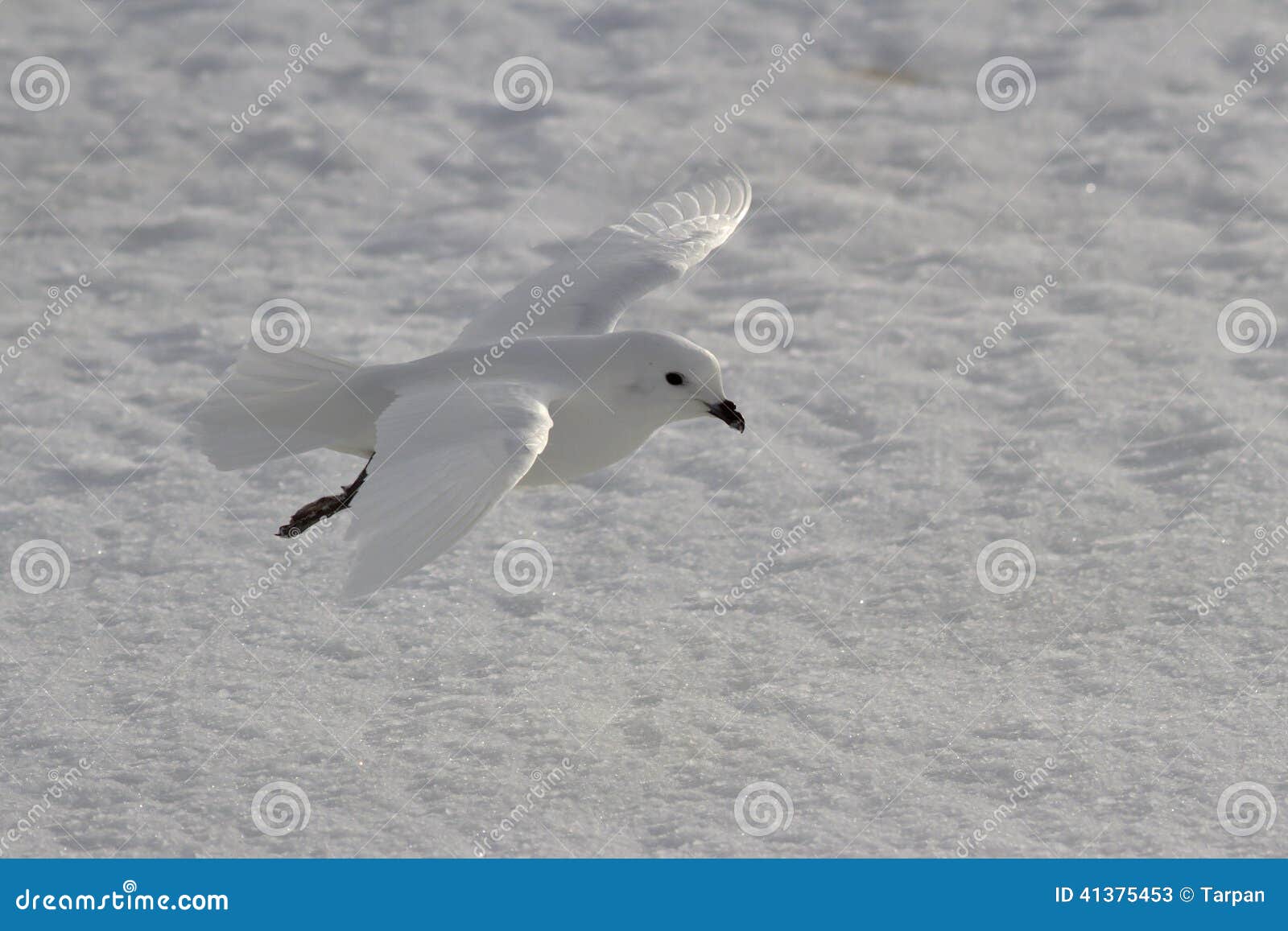 Snow Petrel Which Flies Over the Snowy Plains Stock Image - Image of ...