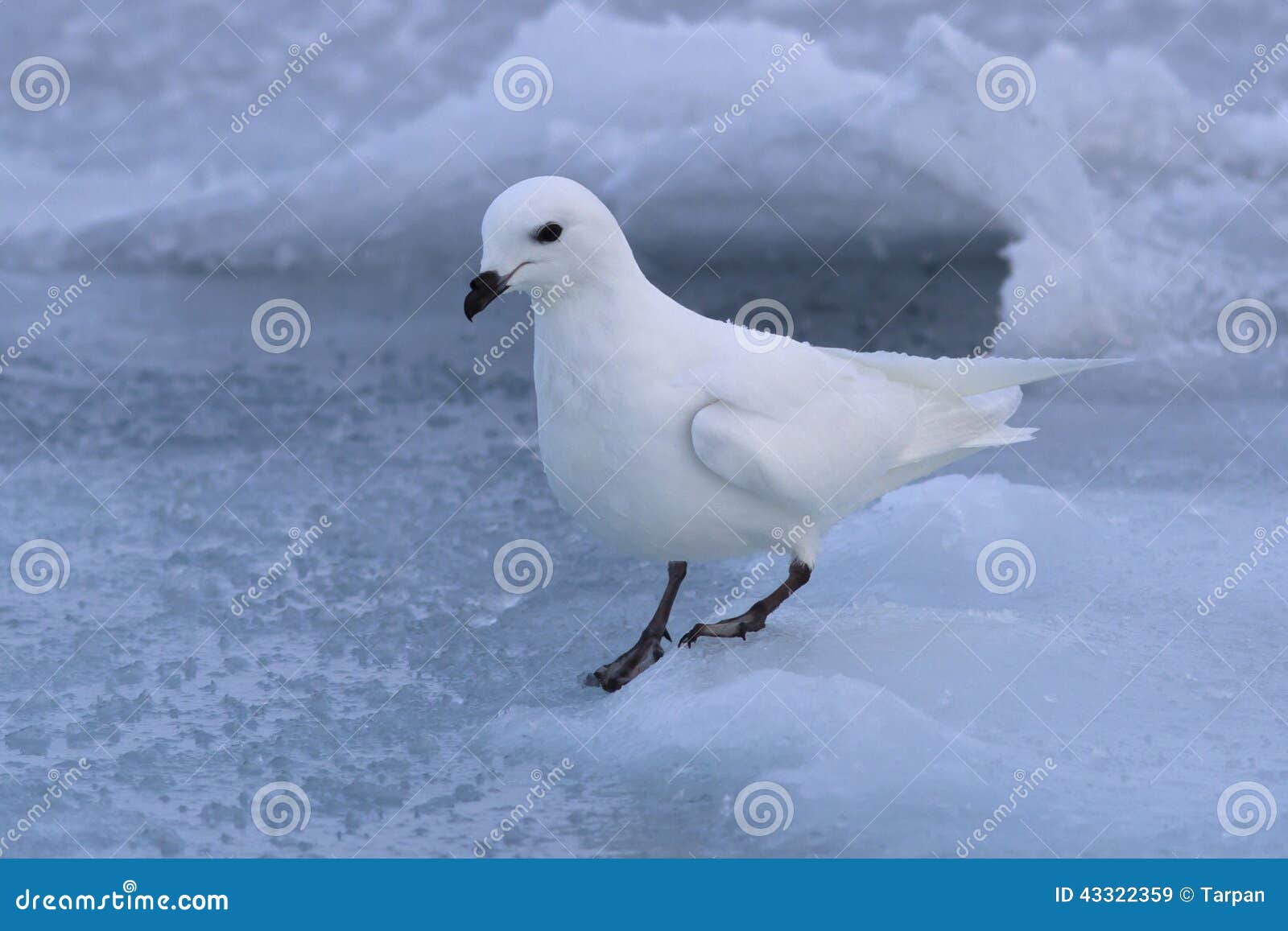 Snow Petrel Who Sits on the Ice Antarctic Stock Image - Image of ...