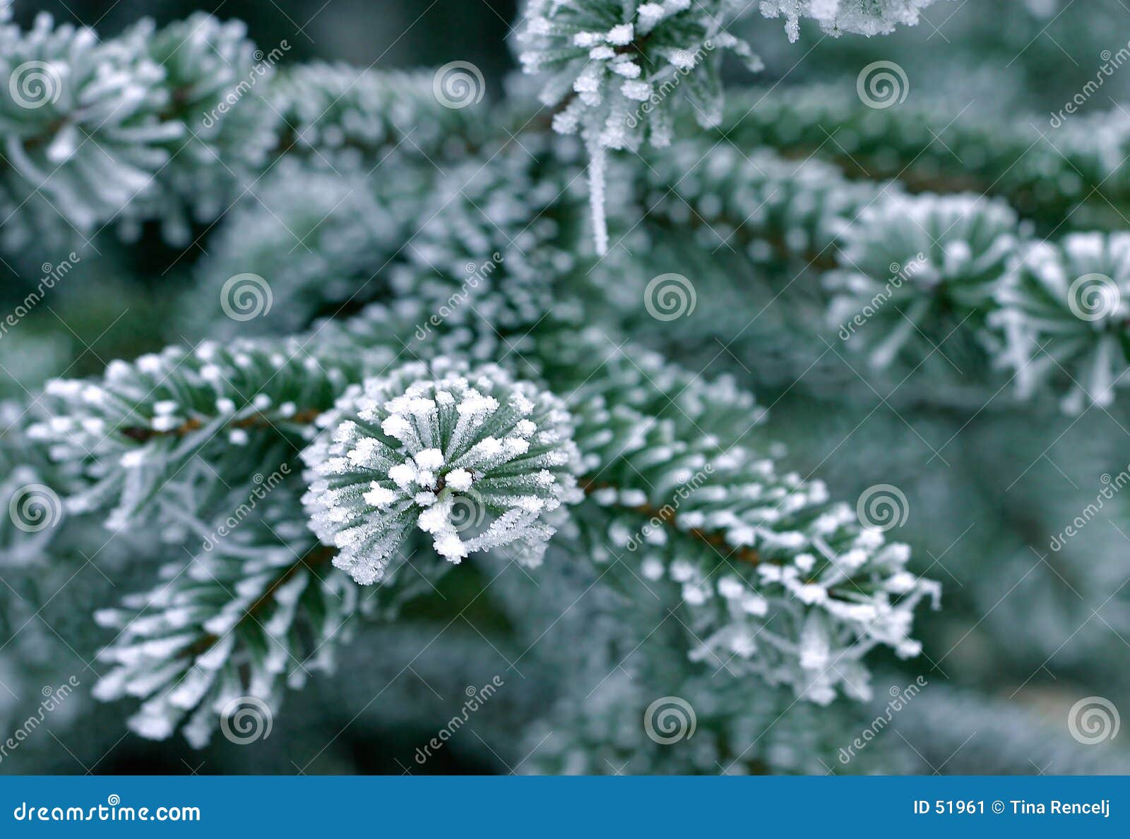 Pine Tree Rind Texture. Aged Patterned Skin Of Pinus Sylvestris Royalty ...