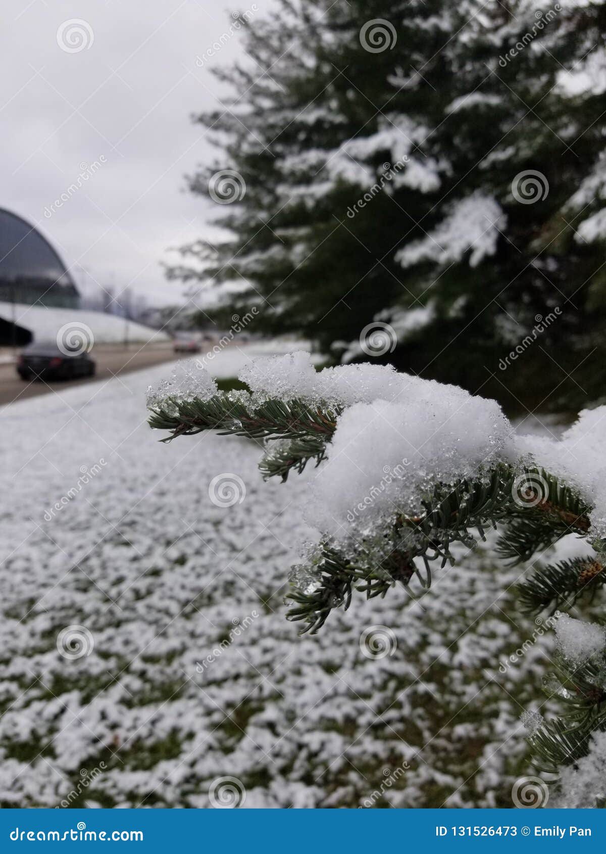 Snow on Branches stock image. Image of branch, tree - 131526473