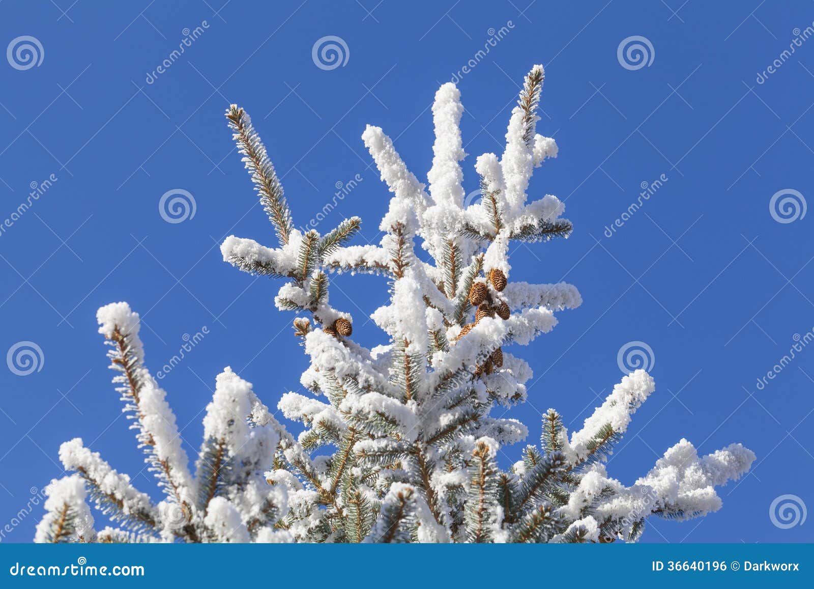 Snow on pine tree stock photo. Image of closeup, nonurban - 36640196