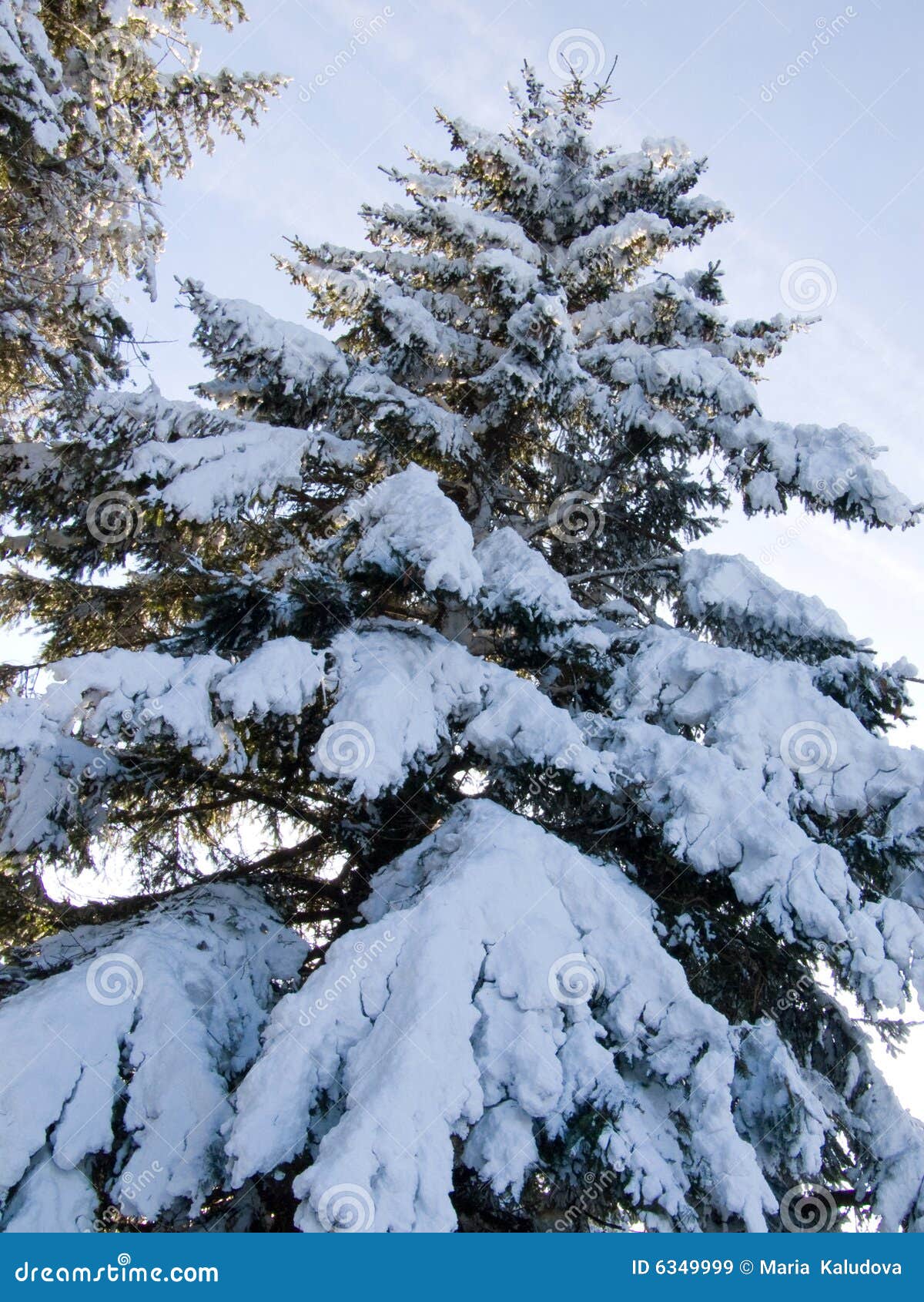 Snow pine-trees stock image. Image of snowy, holiday, seasonal - 6349999