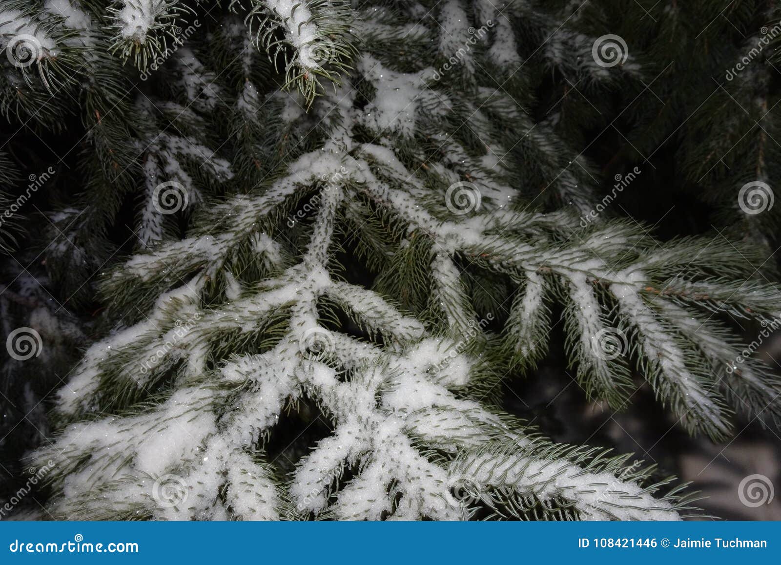 Snow on pine trees stock photo. Image of cone, cold - 108421446