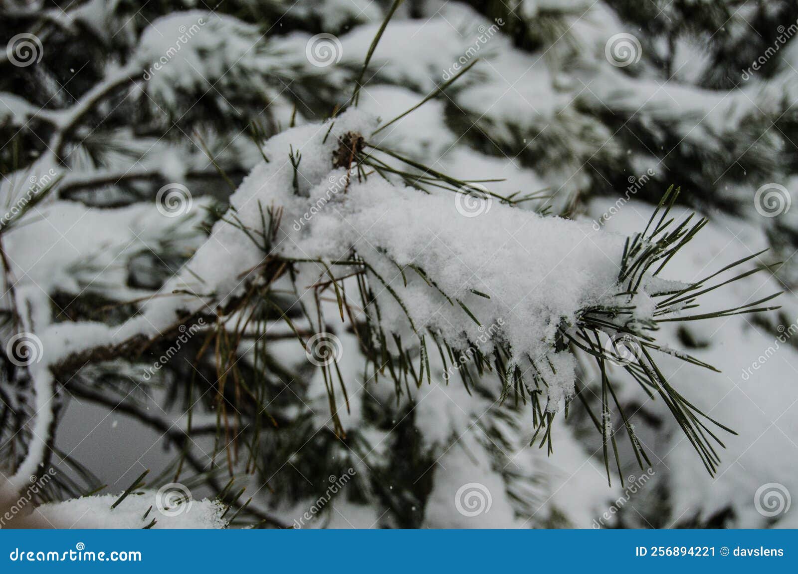 Snow on pine trees stock image. Image of pine, winter - 256894221