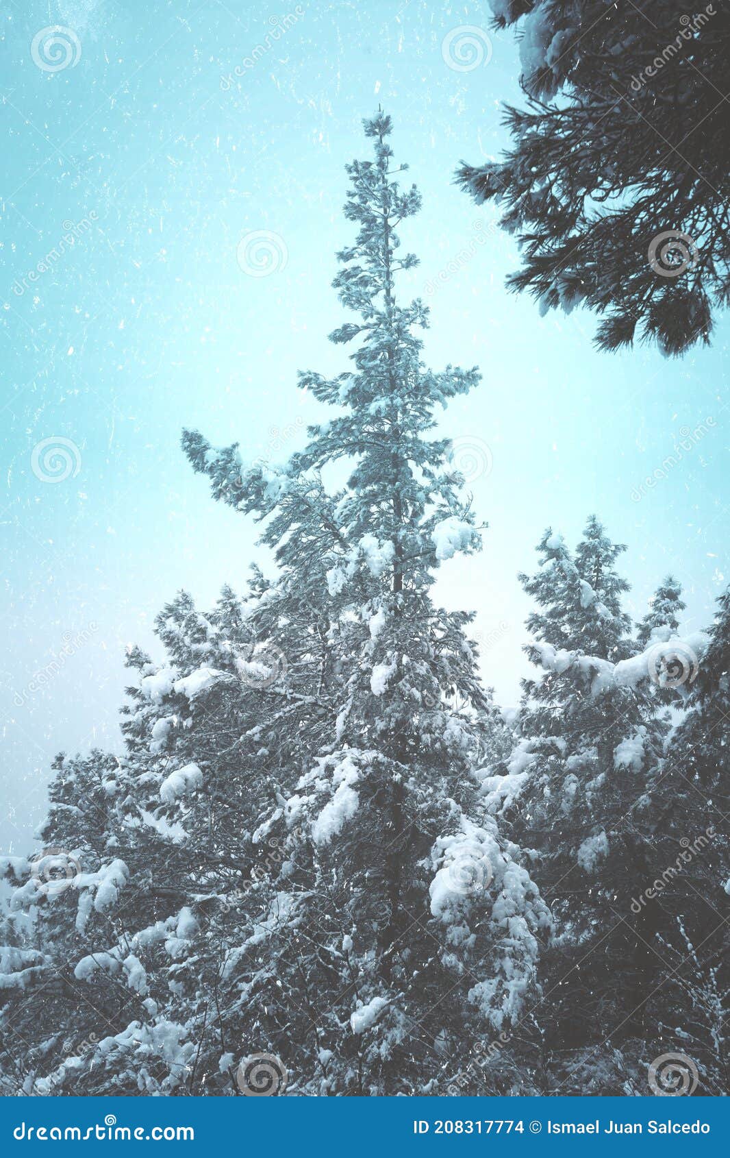 Snow on the Pine Trees in Winter Season, Snowy Days Stock Photo - Image ...