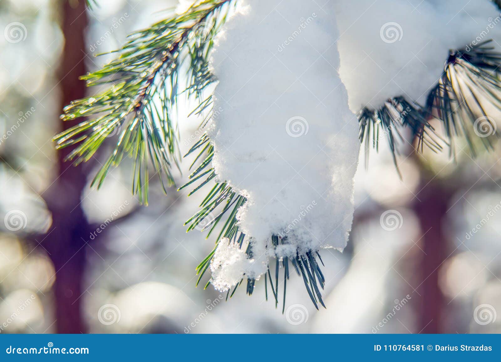 Snow on pine twig stock image. Image of frost, christmas - 110764581