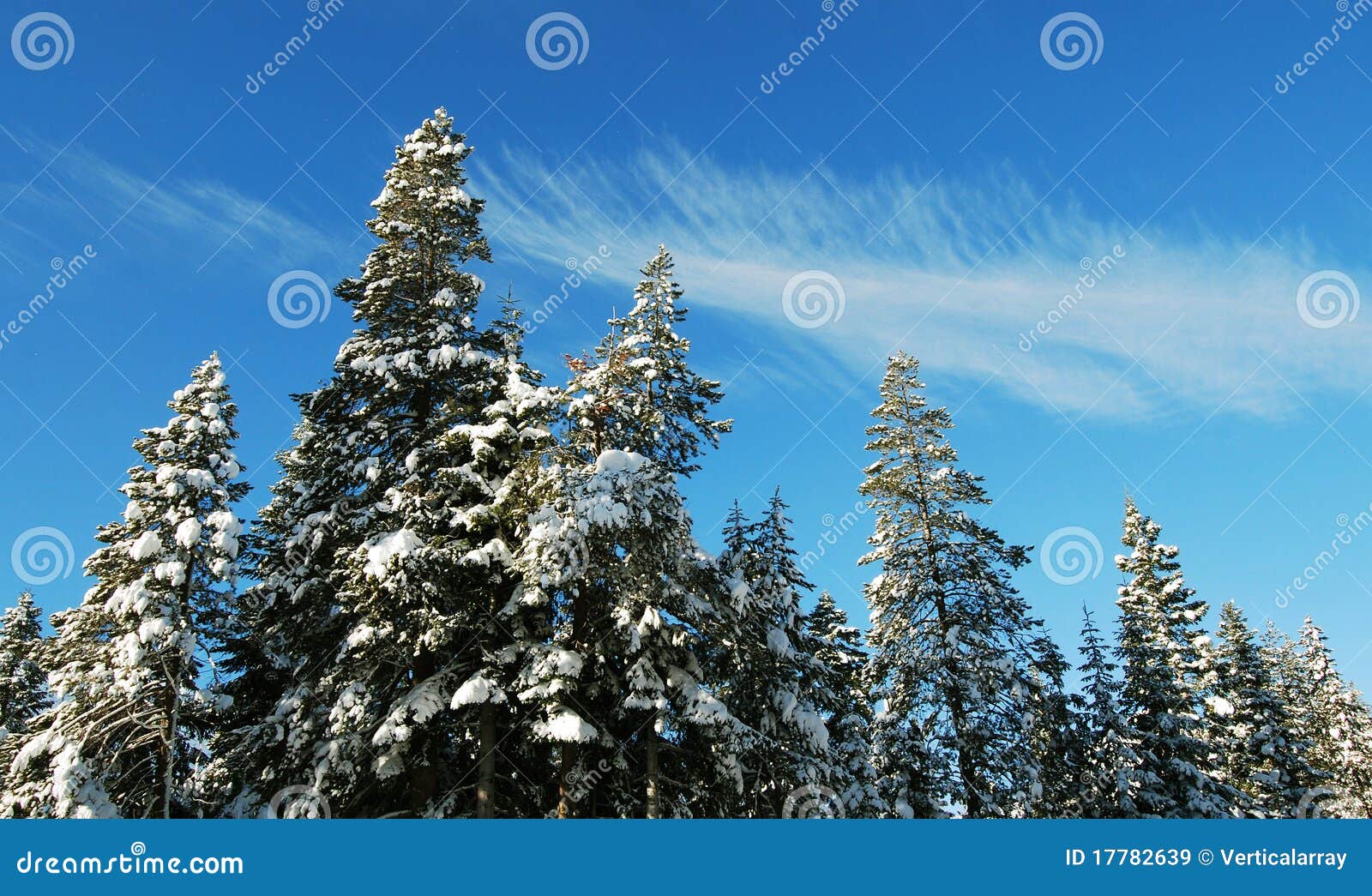 Snow Pines stock image. Image of forest, cold, beauty - 17782639