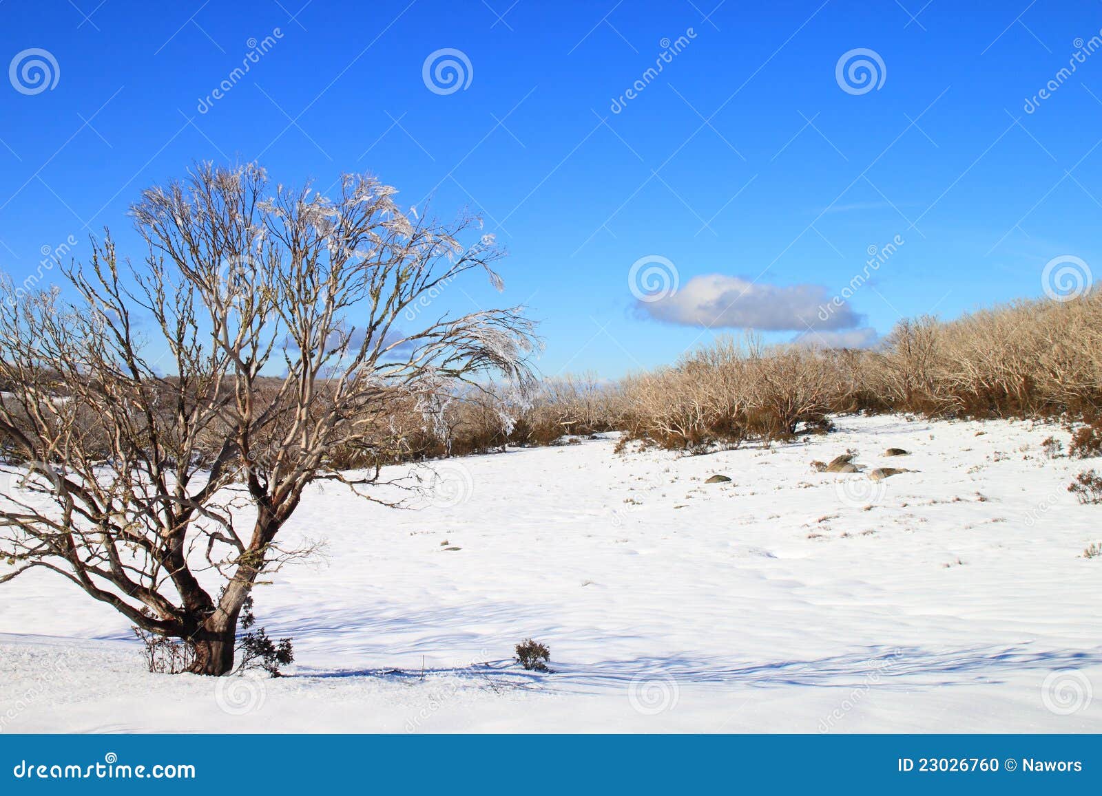 Snow Plains stock photo. Image of wonderland, snowfall - 23026760