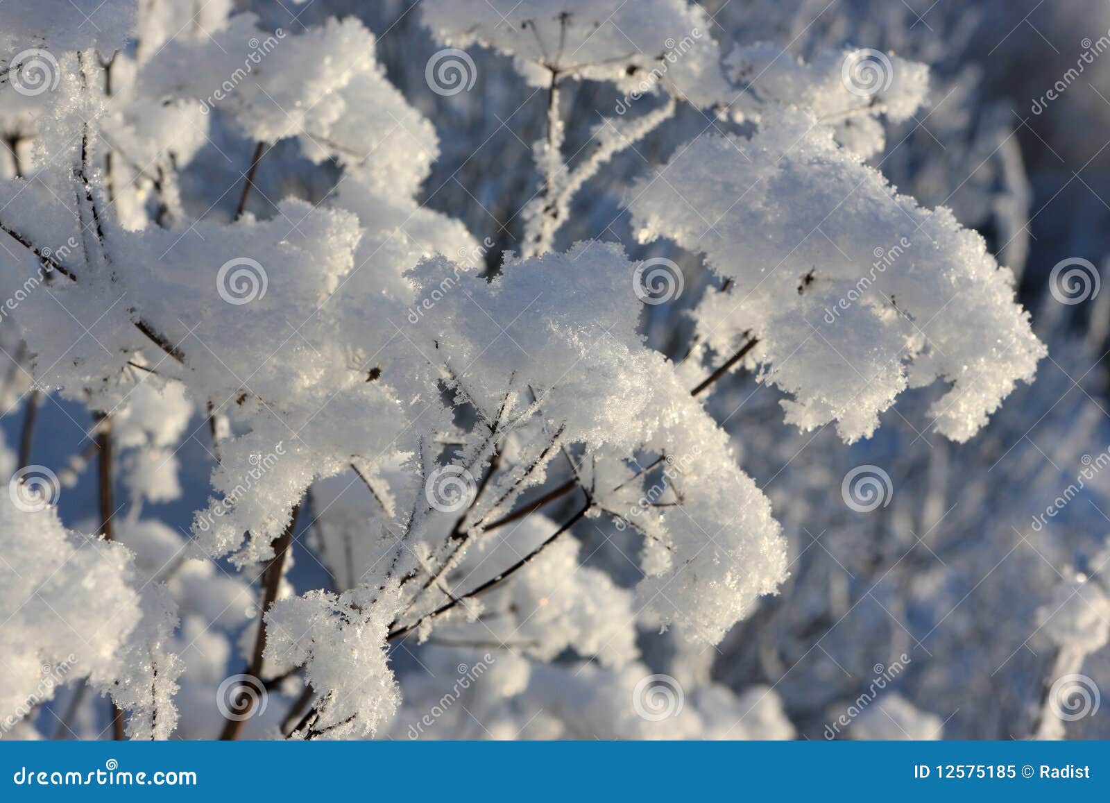 Snow plant stock image. Image of abstract, outdoors, botanic - 12575185