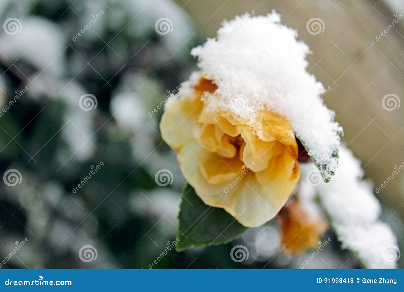 Snow, Plant, Fruit, Winter, Rose Stock Photo - Image of yellow, leaves ...