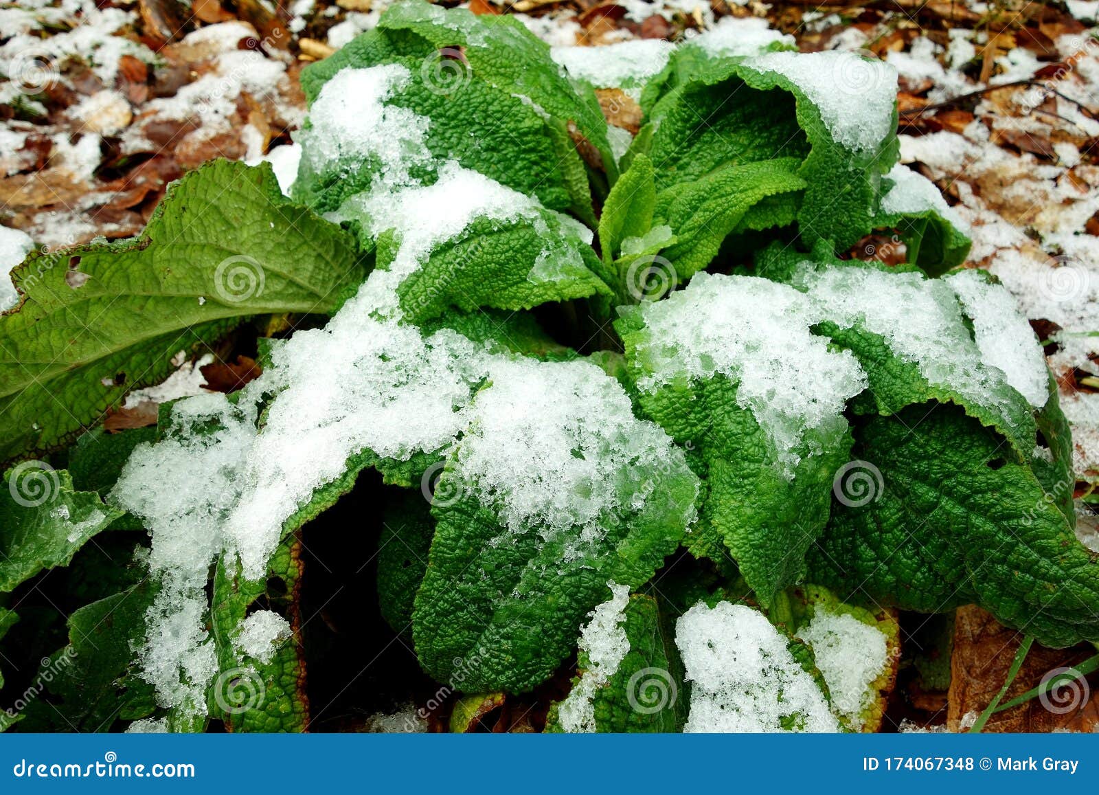 Snow on Plant Leaves stock photo. Image of leaves, cold - 174067348
