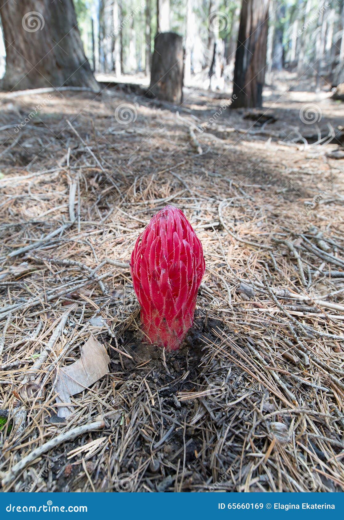 Snow Plant. Royalty-Free Stock Photo | CartoonDealer.com #122081301