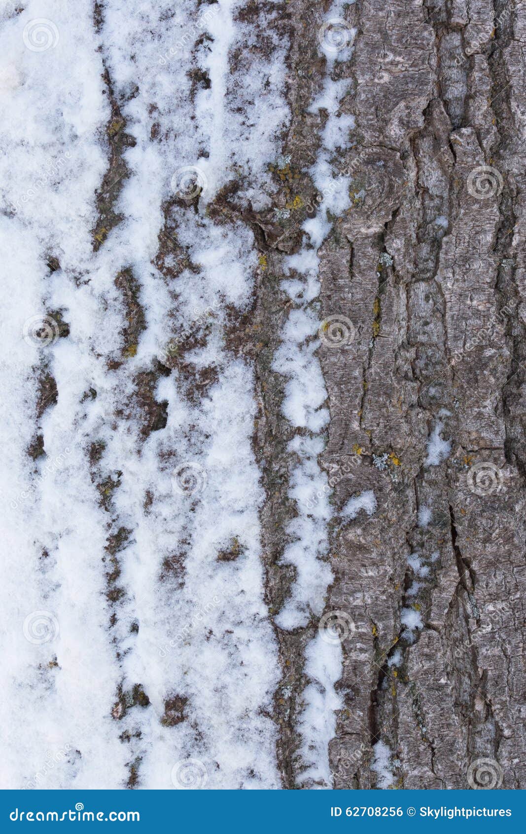 Snow plastered tree bark stock photo. Image of snow, tree - 62708256