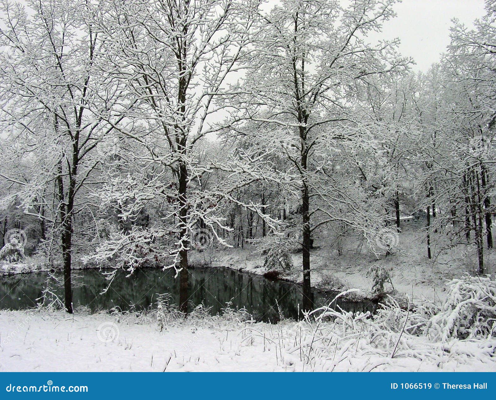 Snow Pond stock image. Image of trees, white, snow, landscapes - 1066519