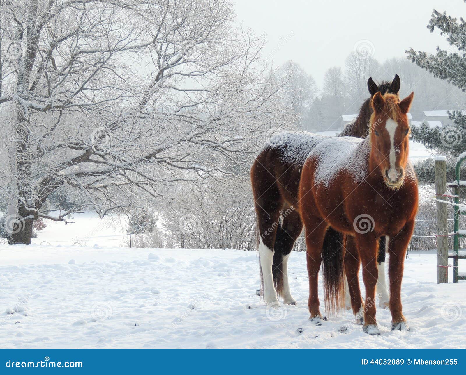Snow Ponies stock image. Image of quarab, sorting, mammel - 44032089