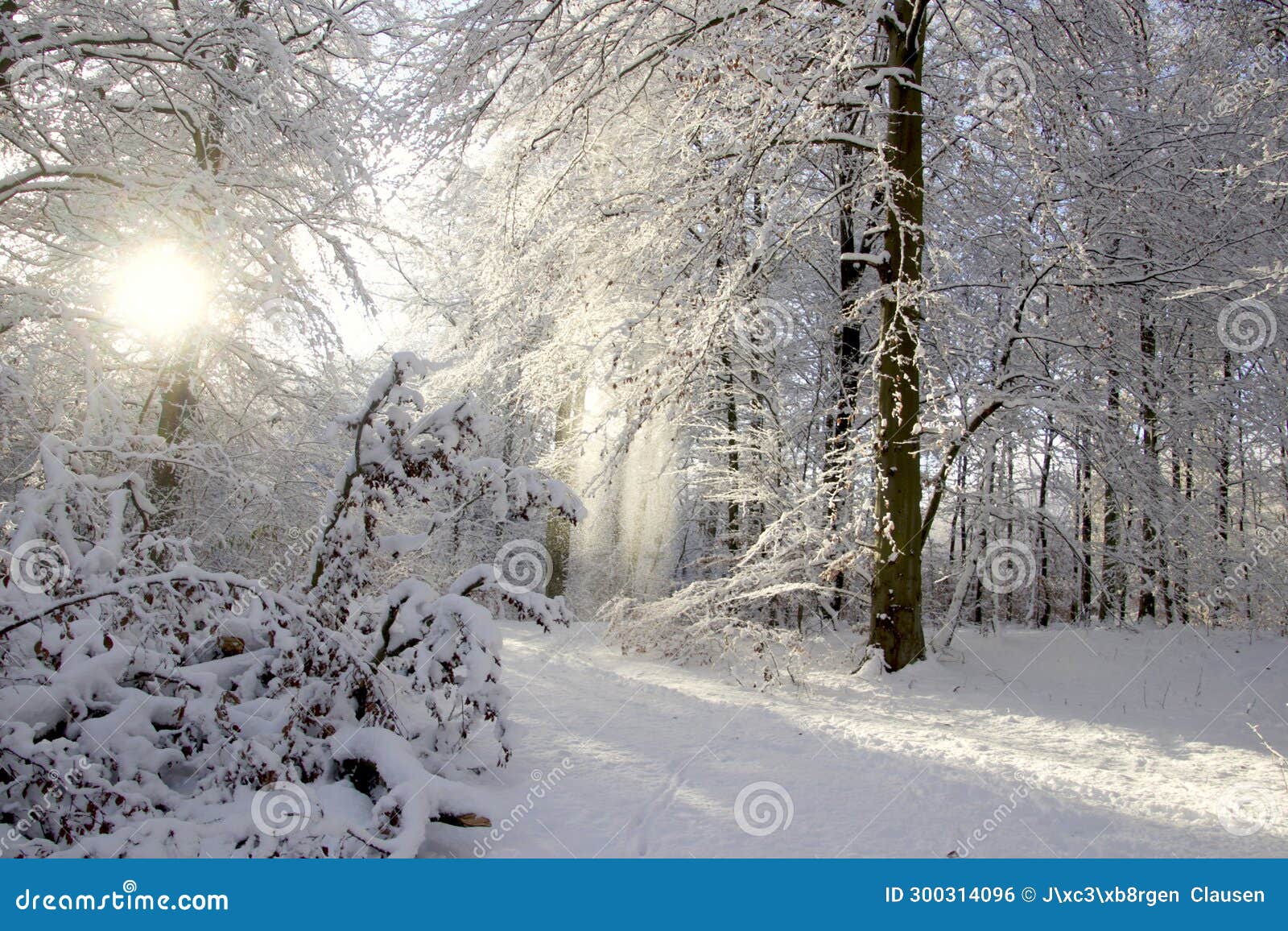 The Snow is Pouring Down from the Trees in the Forest Stock Photo ...