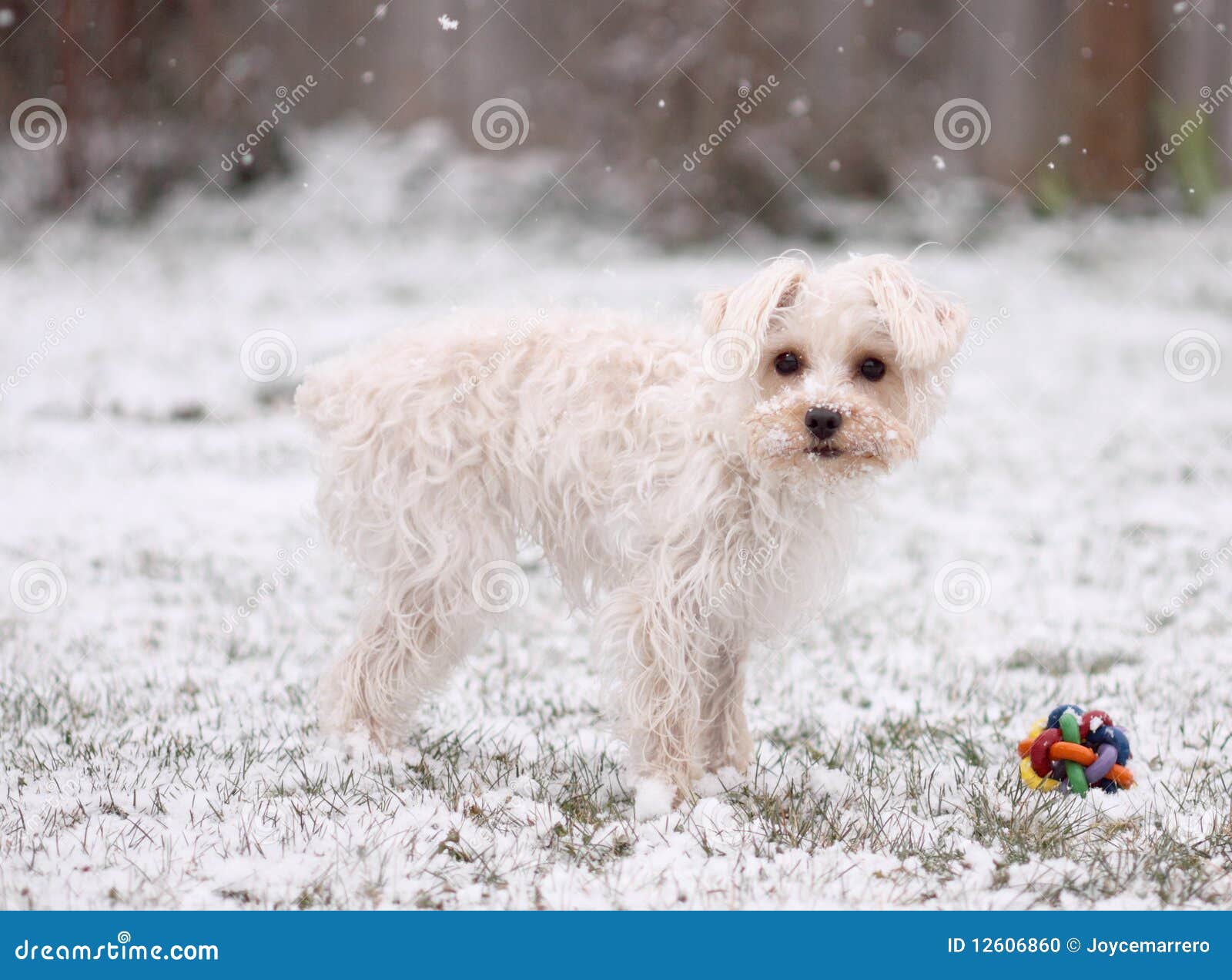 Snow Puppy stock photo. Image of cuddly, breed, mutt - 12606860