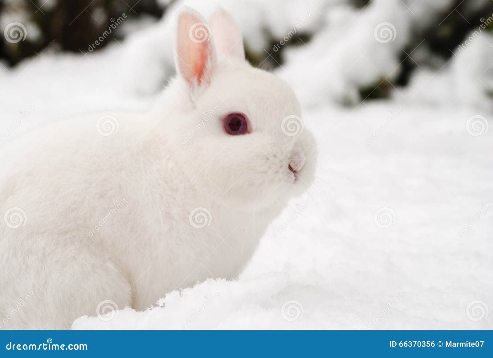 Snow rabbit stock photo. Image of garden, baby, camouflage - 66370356