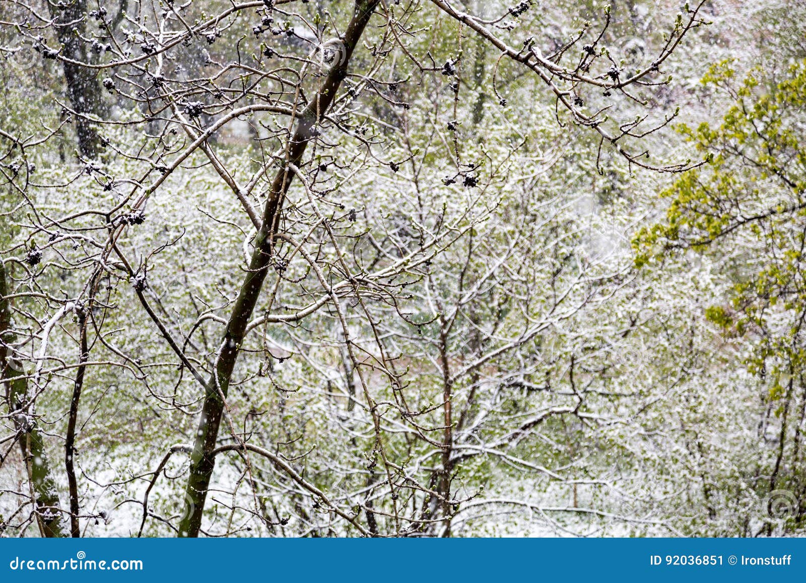Snow with Rain in the Spring in the City Park Stock Image - Image of ...