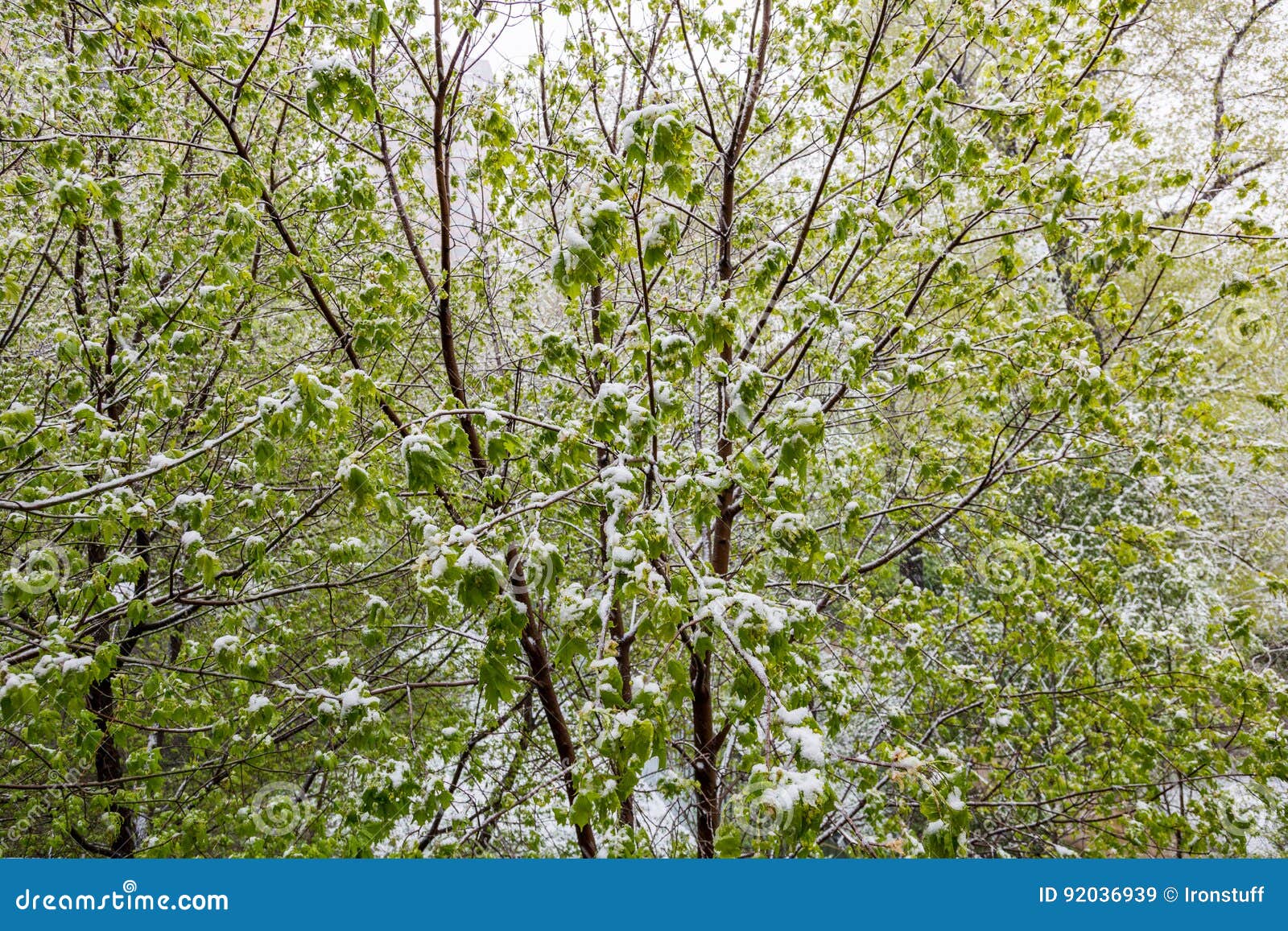 Snow with Rain in the Spring in the City Park Stock Image - Image of ...