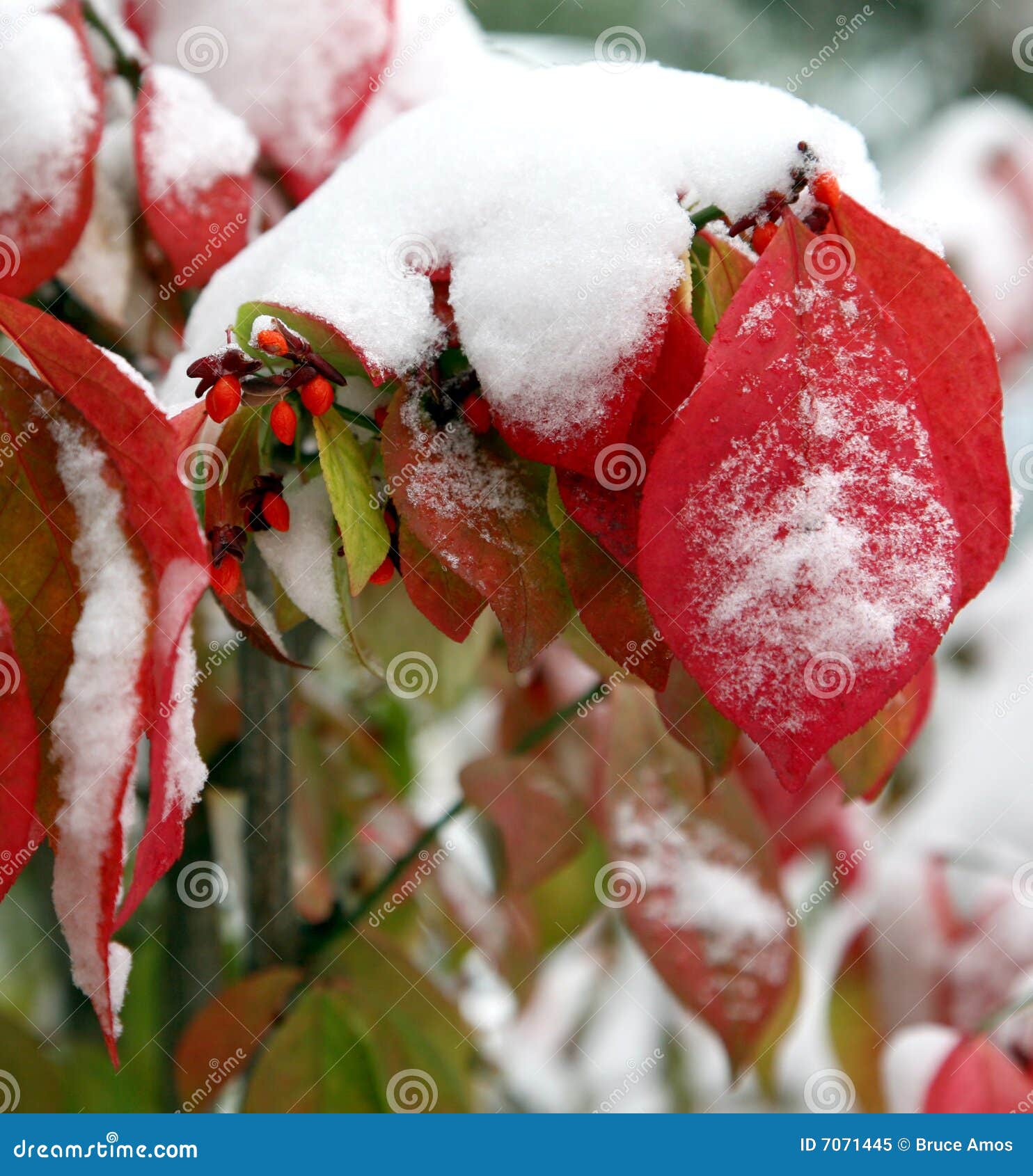 Snow on red leaves stock image. Image of color, frosting - 7071445