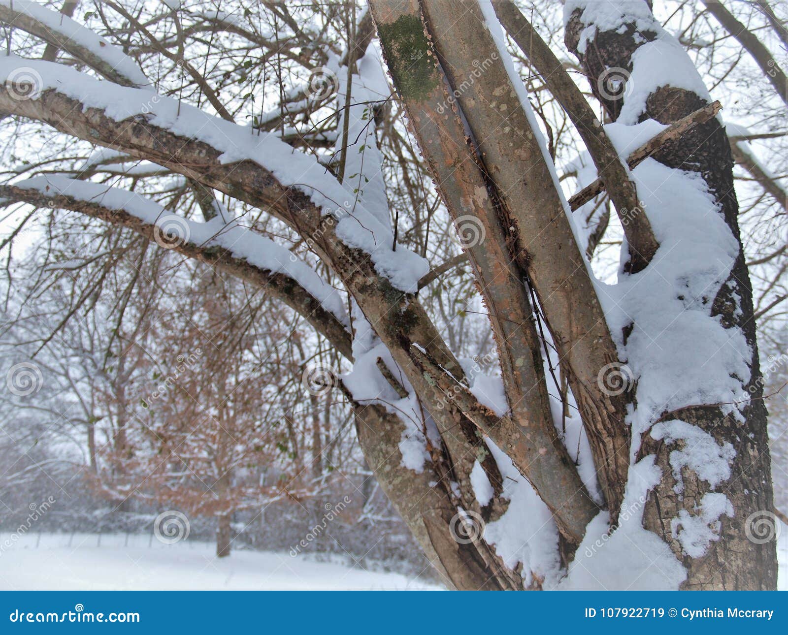 Snow on Tree Branches stock image. Image of seasonal - 107922719