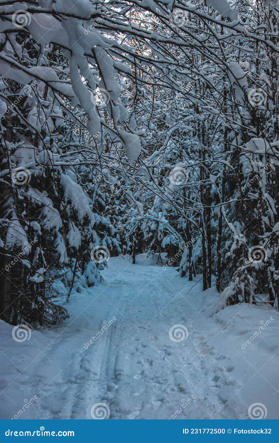 Snow Road through the Winter Forest. Pass through a Dense Winter Forest ...